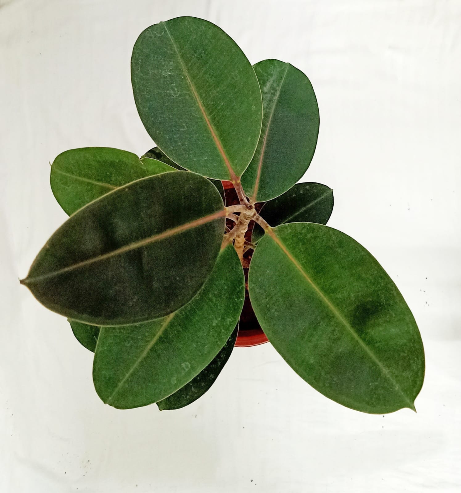 Rubber Plant Black, Ficus Elastica, Rubber Fig, Rubber Tree - Wynorg ...