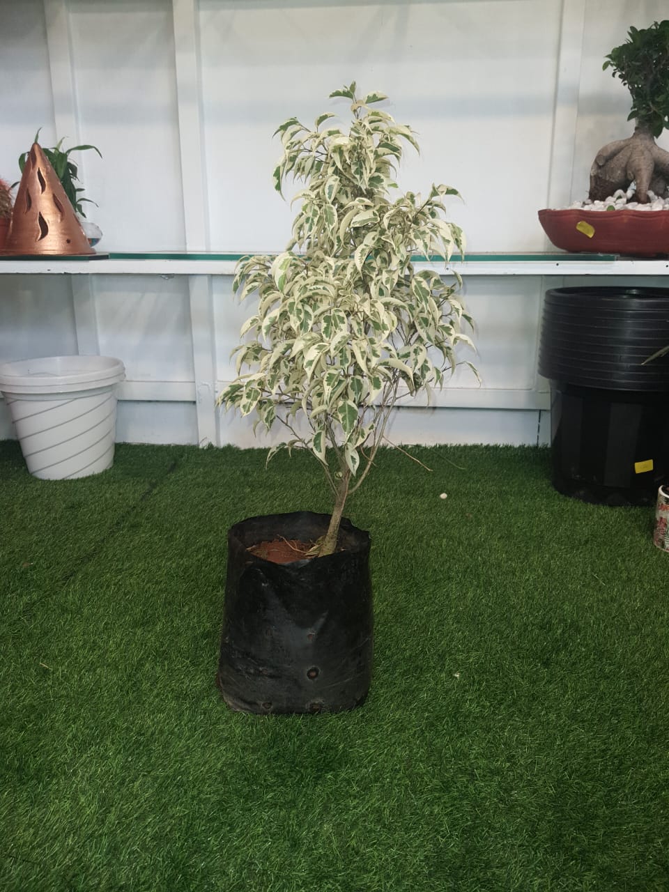 Ficus Benjamina ‘Starlight’ Plant - Wynorg Nursery