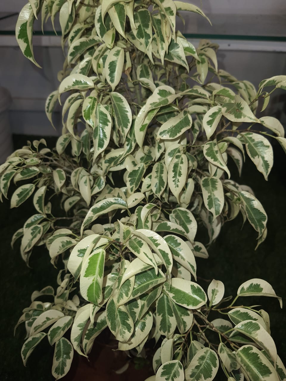Ficus Benjamina ‘Starlight’ Plant - Wynorg Nursery