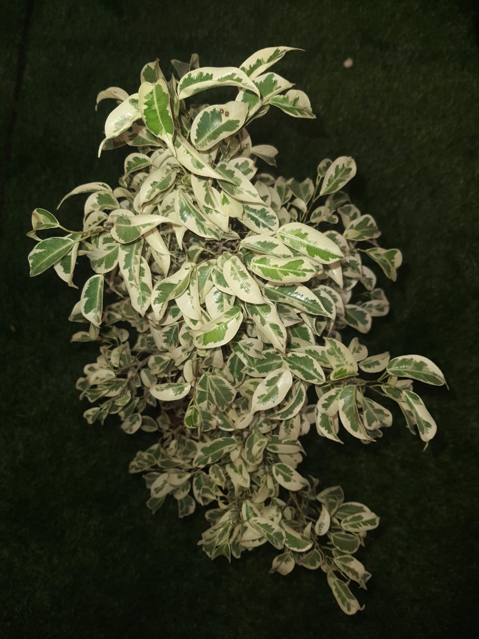 Ficus Benjamina ‘Starlight’ Plant - Wynorg Nursery