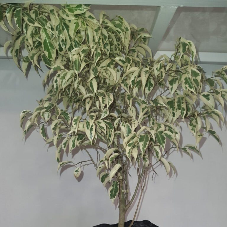 Ficus Benjamina ‘Starlight’ Plant - Wynorg Nursery