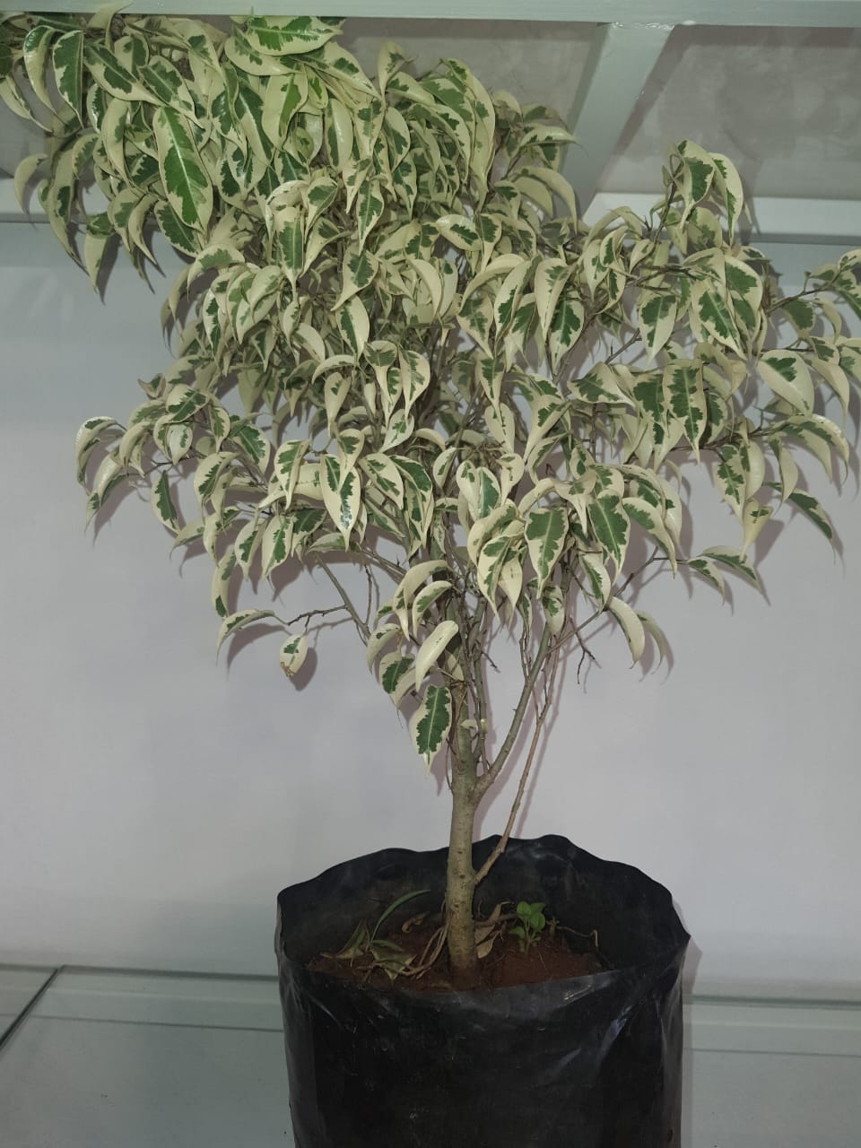 Ficus Benjamina ‘Starlight’ Plant - Wynorg Nursery