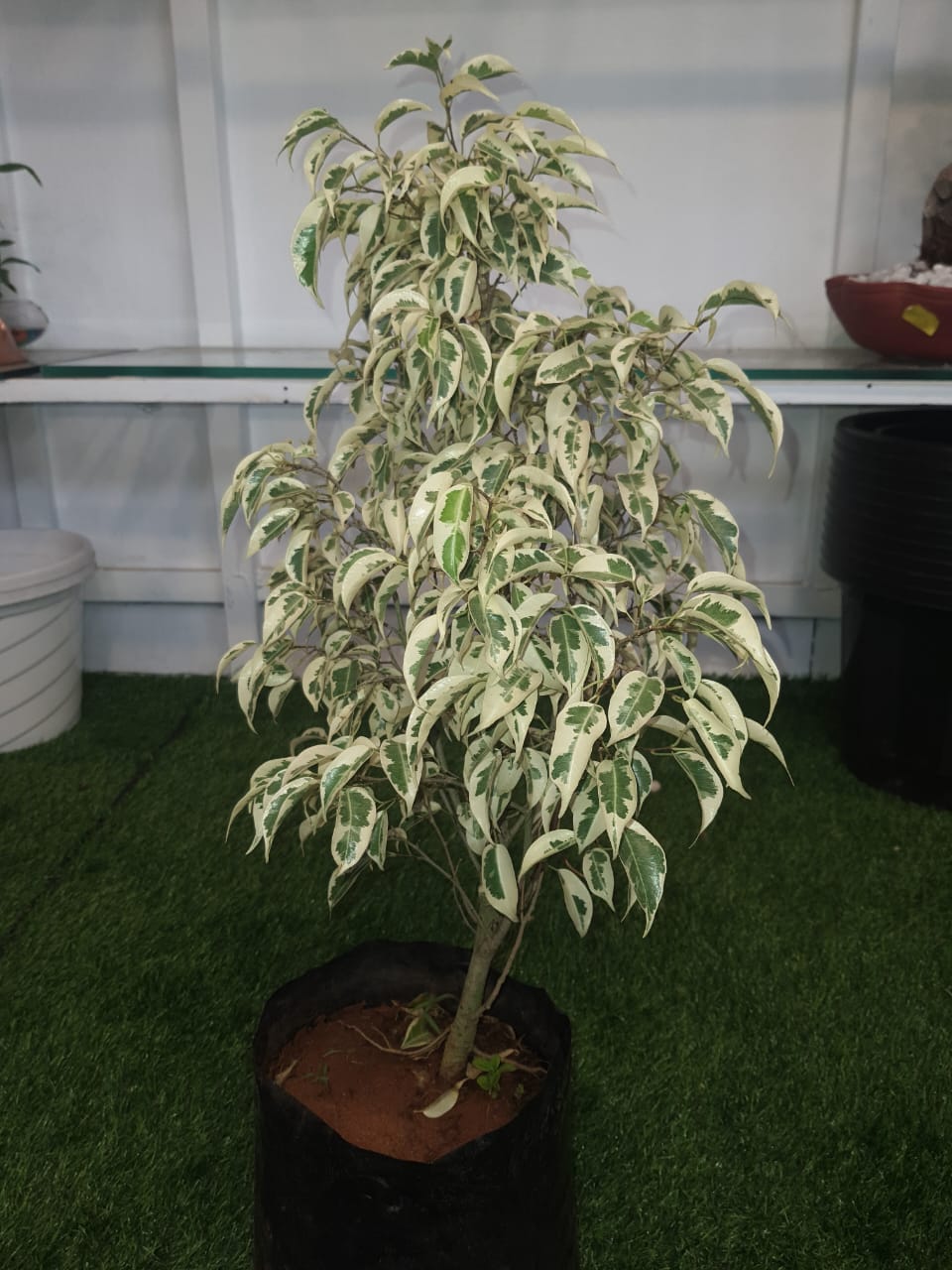 Ficus Benjamina ‘Starlight’ Plant - Wynorg Nursery
