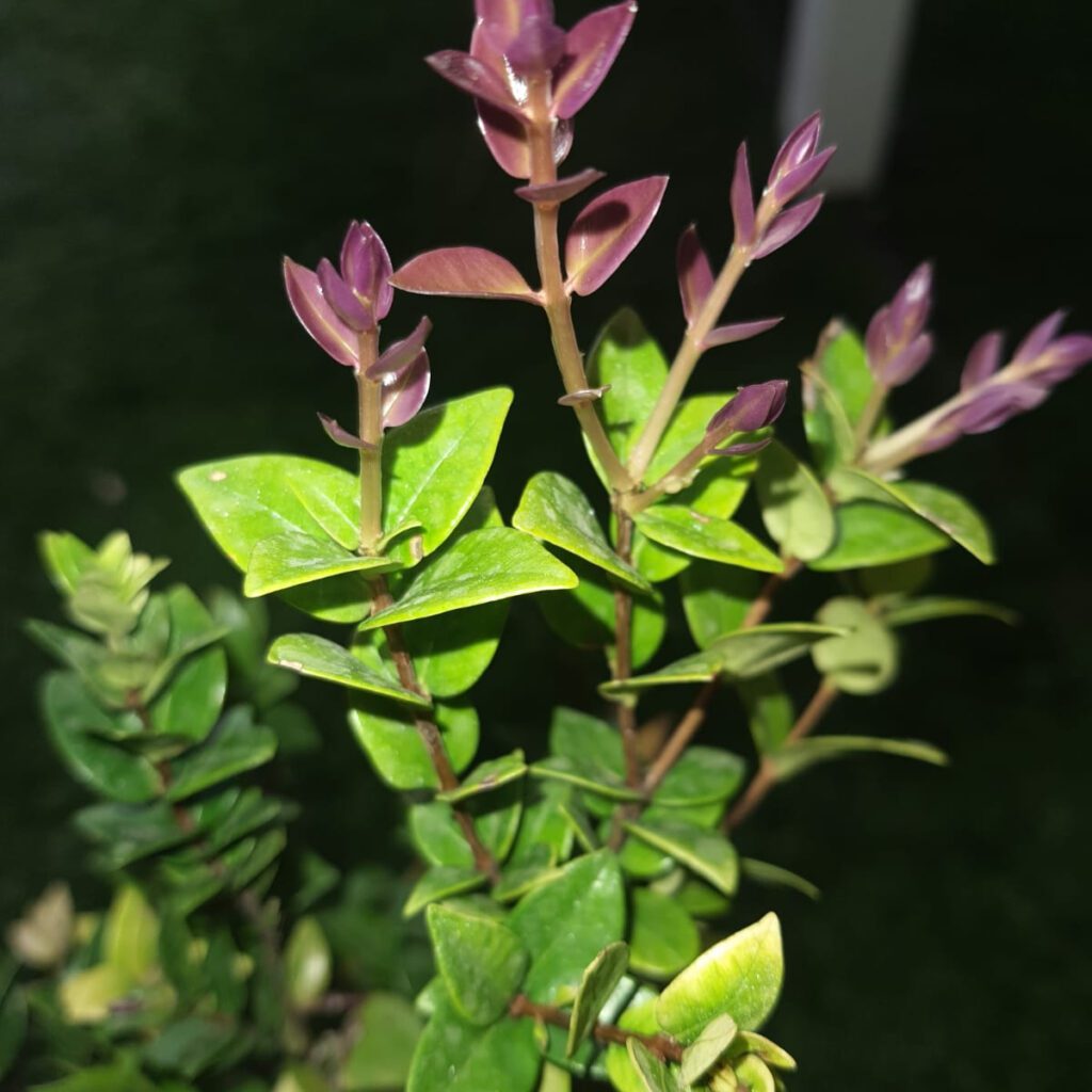 Christina – Syzygium Campanulatum - Wynorg Nursery