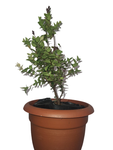 Syzygium Campanulatum – Christina Plant - Wynorg Nursery