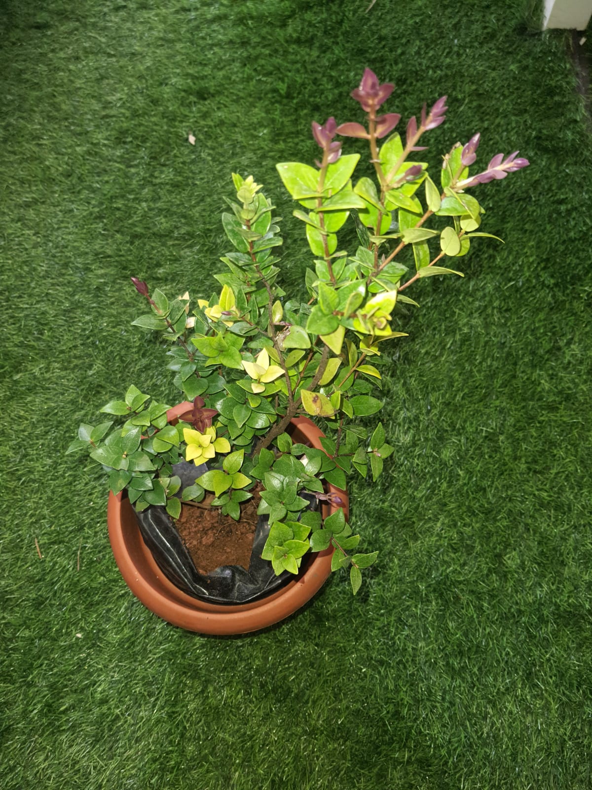 Syzygium Campanulatum – Christina Plant - Wynorg Nursery