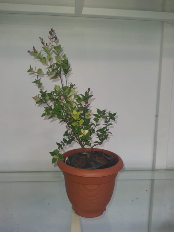Syzygium Campanulatum – Christina Plant - Wynorg Nursery