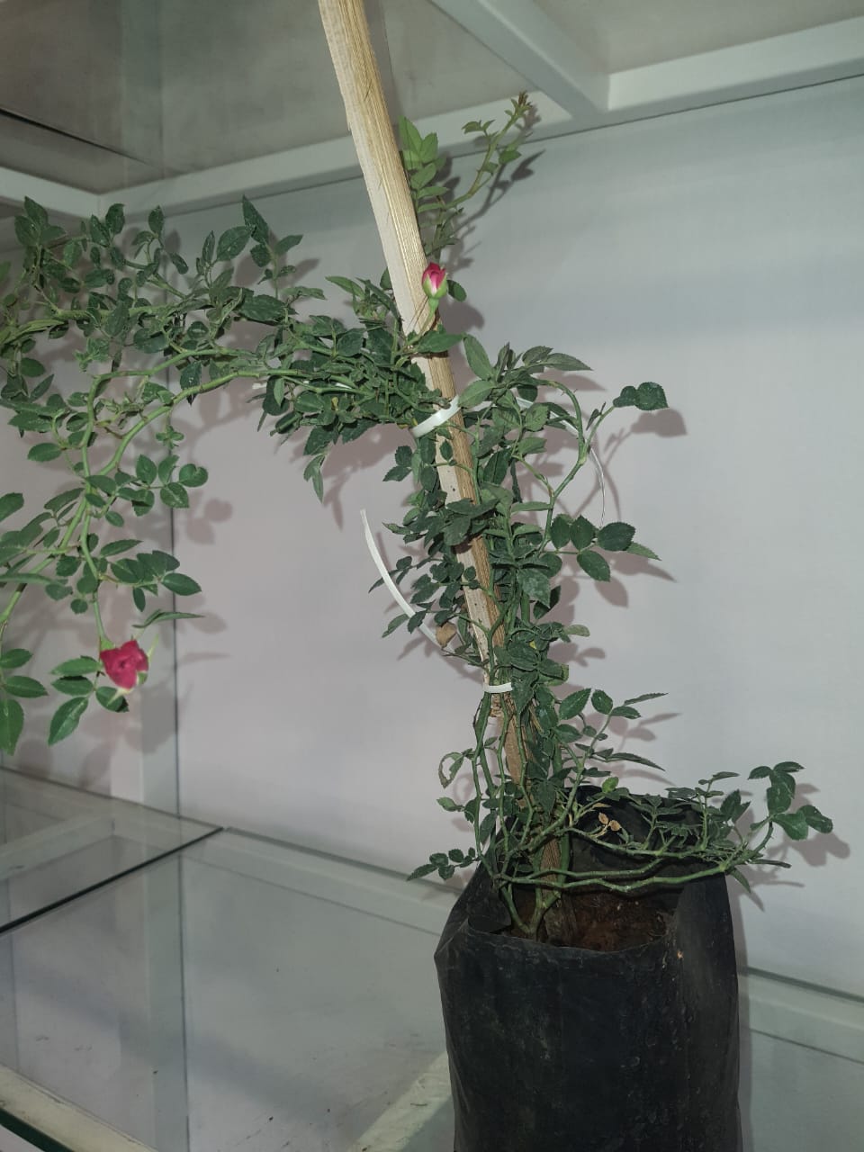 Creeper Rose / Climbing Rose – Plant (Red) - Wynorg Nursery