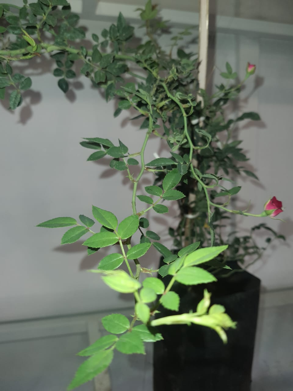 Creeper Rose / Climbing Rose – Plant (Red) - Wynorg Nursery
