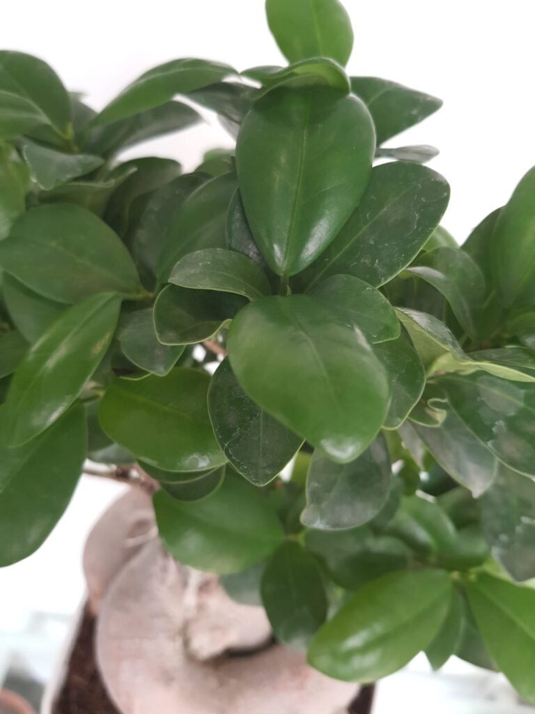 Ficus Bonsai: A Majestic Miniature Masterpiece for Your Space - Wynorg ...