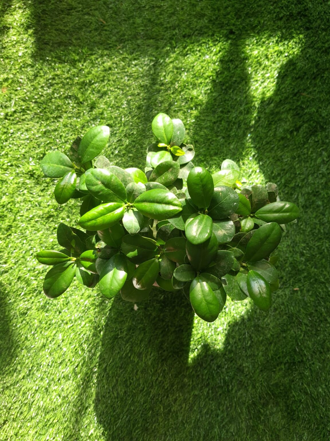 Ficus Bonsai: A Majestic Miniature Masterpiece for Your Space - Wynorg ...