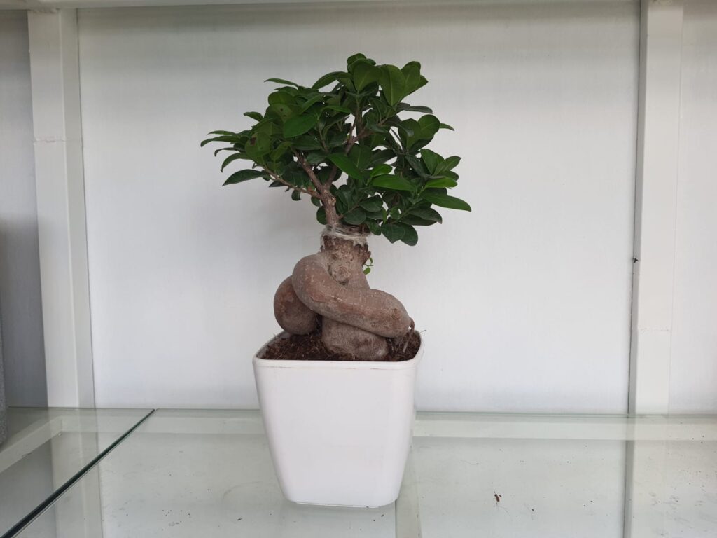 Ficus Bonsai: A Majestic Miniature Masterpiece for Your Space - Wynorg ...