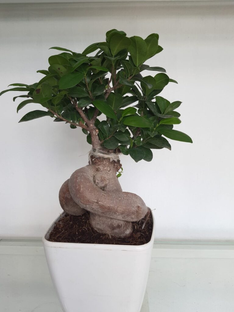 Ficus Bonsai: A Majestic Miniature Masterpiece for Your Space - Wynorg ...