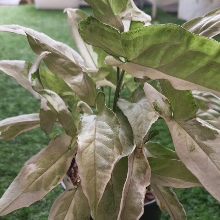 Syngonium Starlight - Wynorg Nursery
