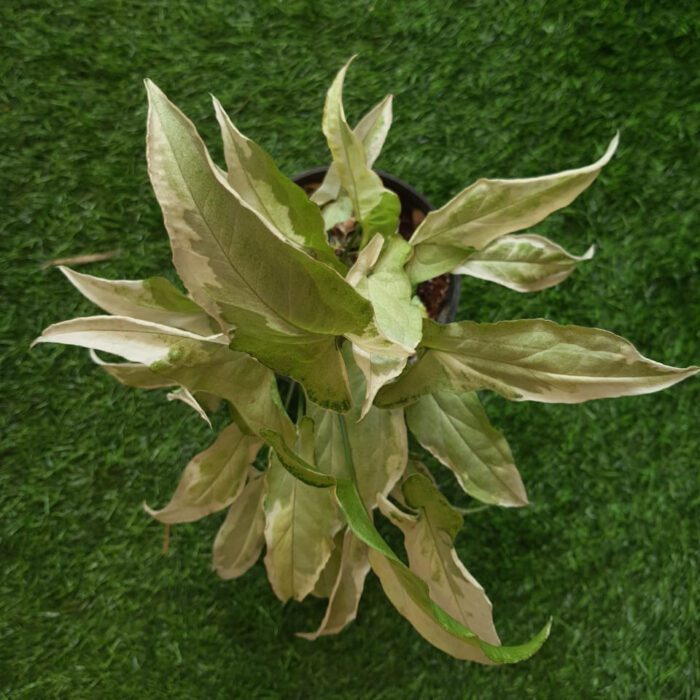 Syngonium Starlight - Wynorg Nursery