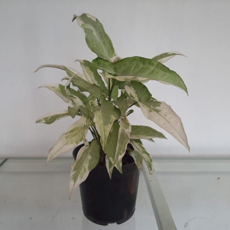 Syngonium Starlight - Wynorg Nursery
