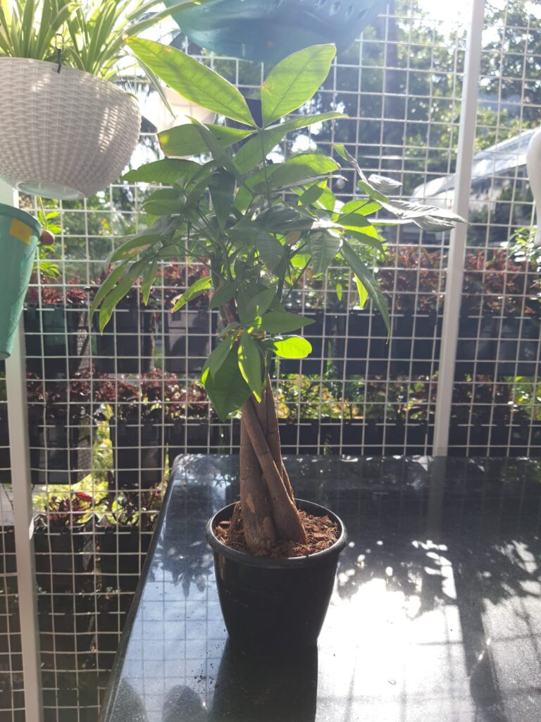 Pachira Braided Plant - Wynorg Nursery