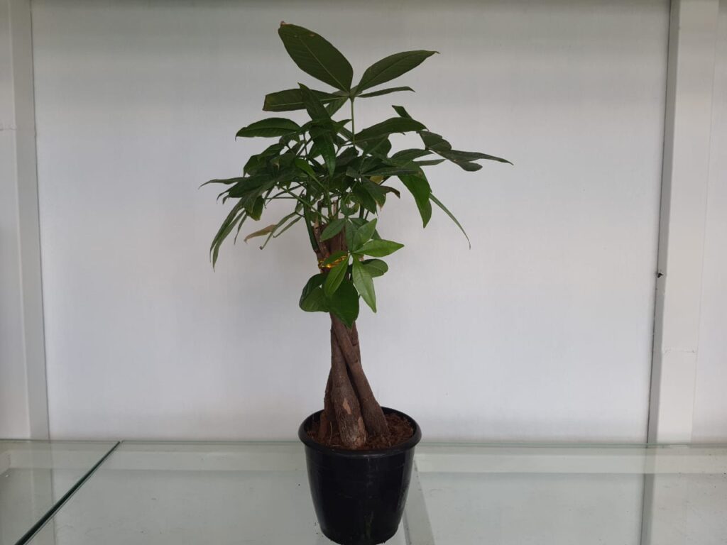 Pachira Braided Plant - Wynorg Nursery