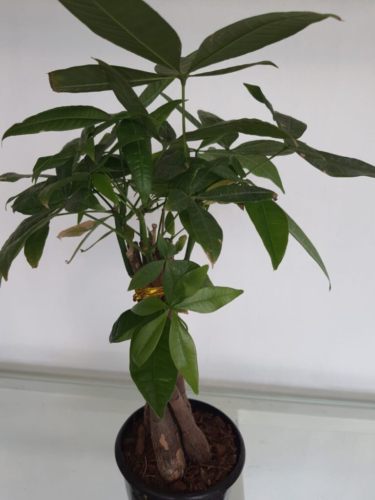 Pachira Braided Plant - Wynorg Nursery