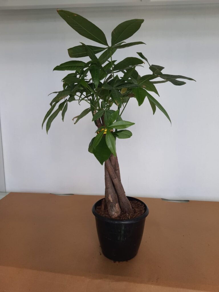 Pachira Braided Plant - Wynorg Nursery