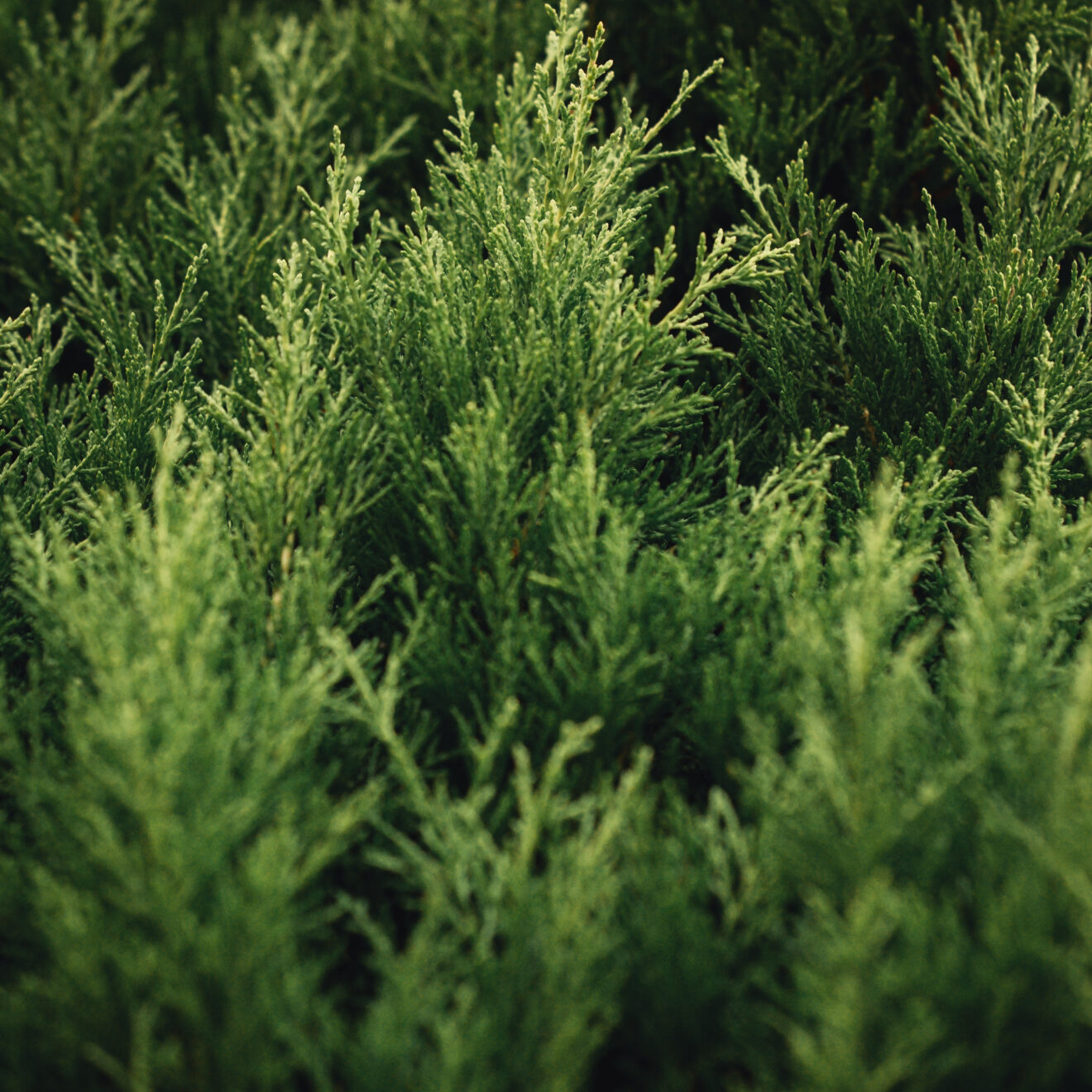 Thuja Plant - Wynorg Nursery