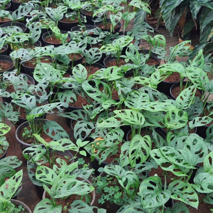 Monstera Adansonii: Discover the lush beauty and easy-care elegance ...